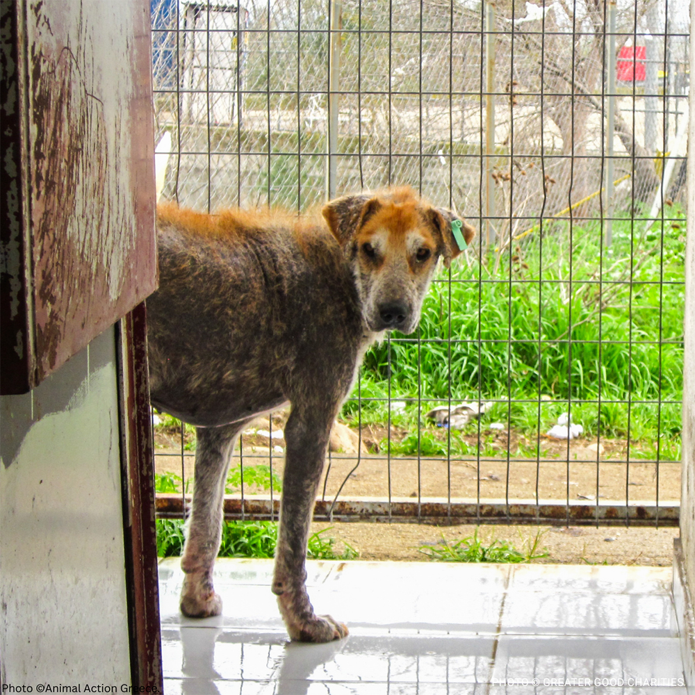 Disaster Relief: Dogs in Greece