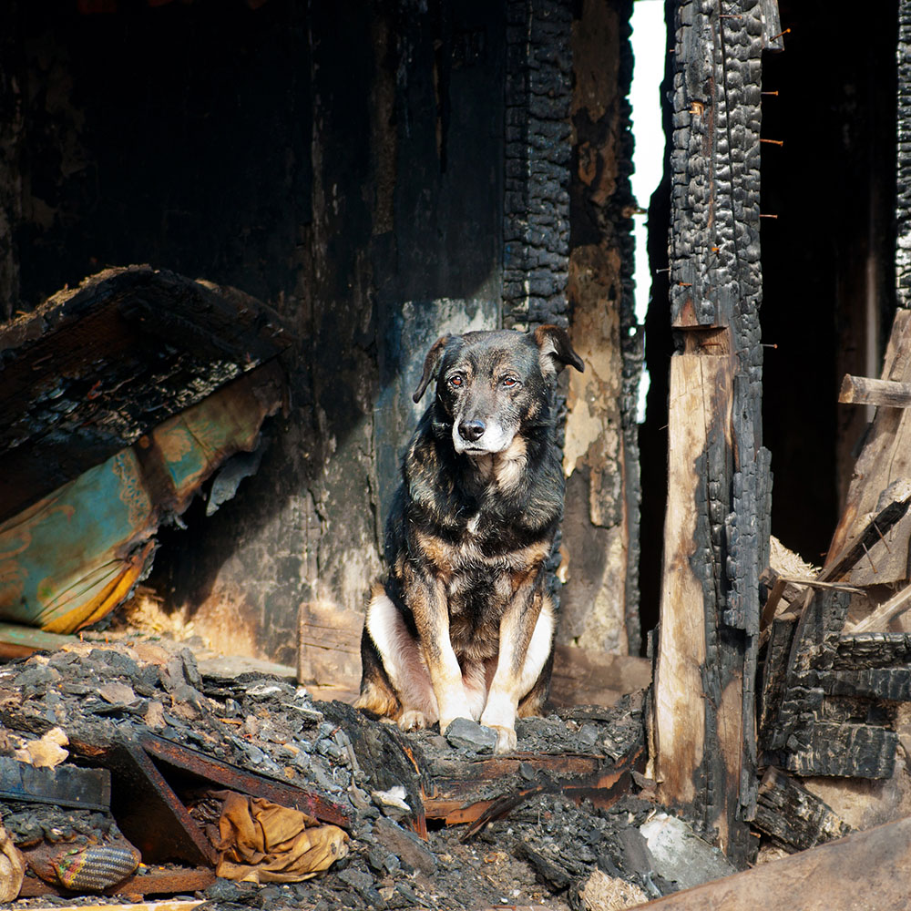 Disaster Relief: Give Hope Through Hard Times