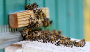 Bee the Change and Help Ukraine's Bees
