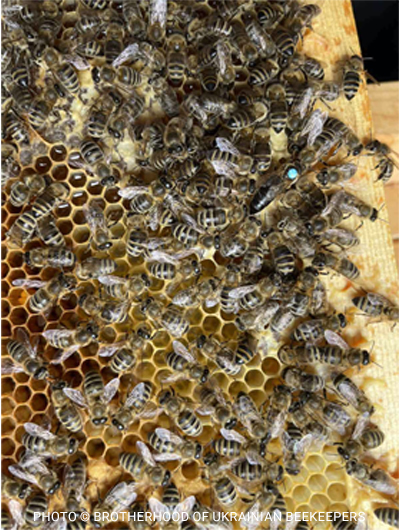 Bee the Change and Help Ukraine's Bees