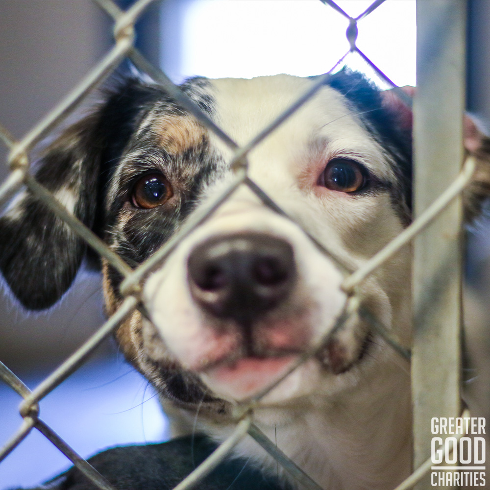 Save Thousands of Pets with Rescue Rebuild