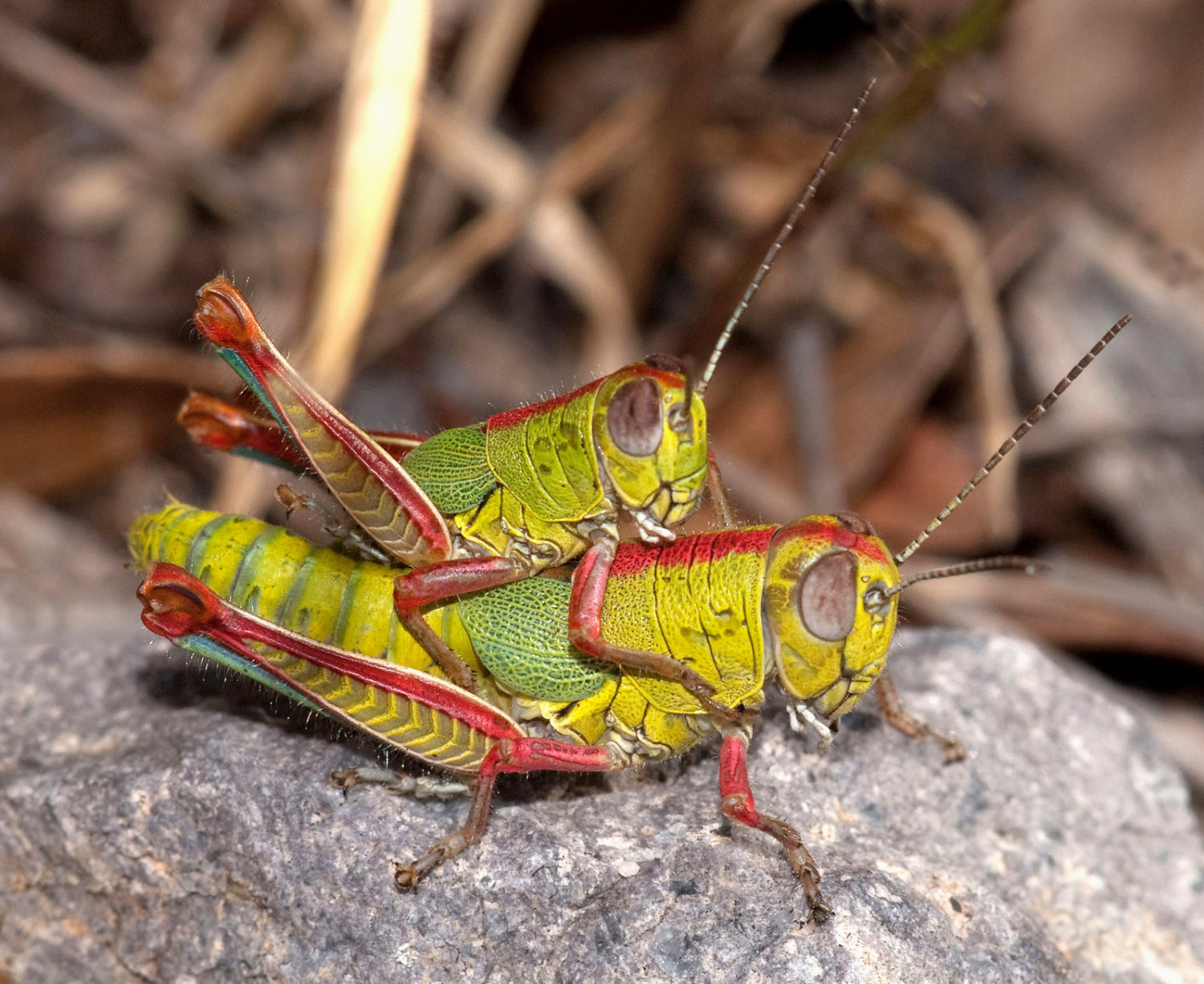 Global Discovery Expeditions Gallery