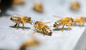 GivingTuesday Hive Drive: Help Starving Bees