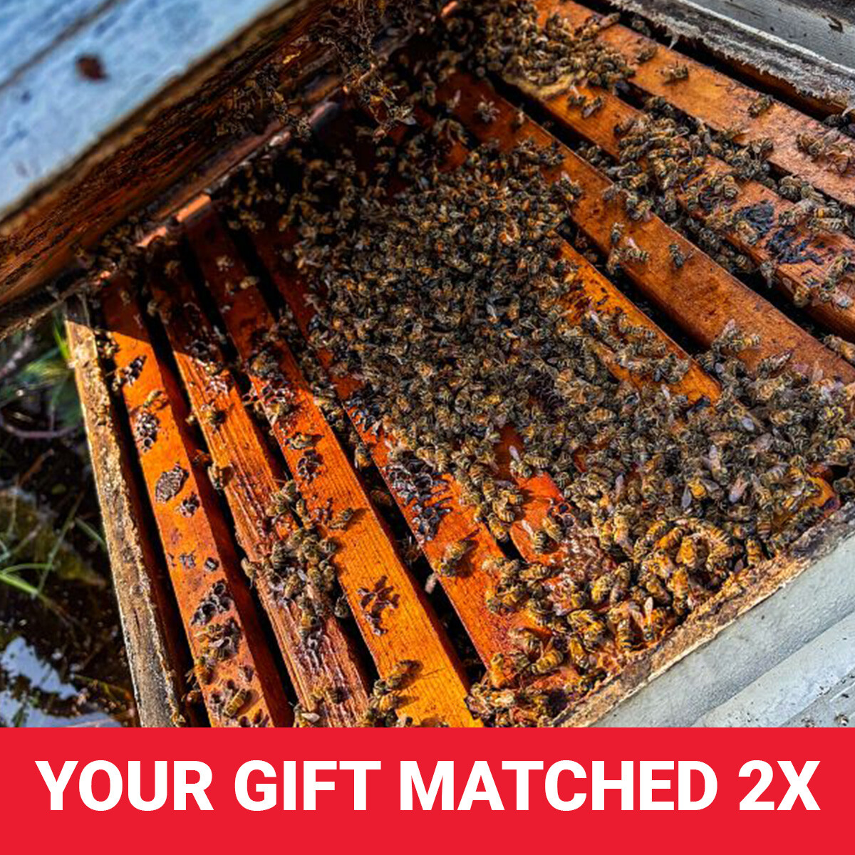GivingTuesday Hive Drive: Help Starving Bees