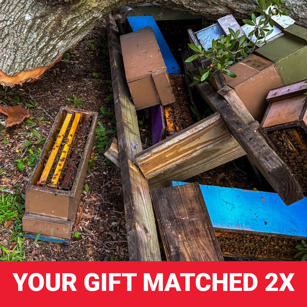 GivingTuesday Hive Drive: Help Starving Bees