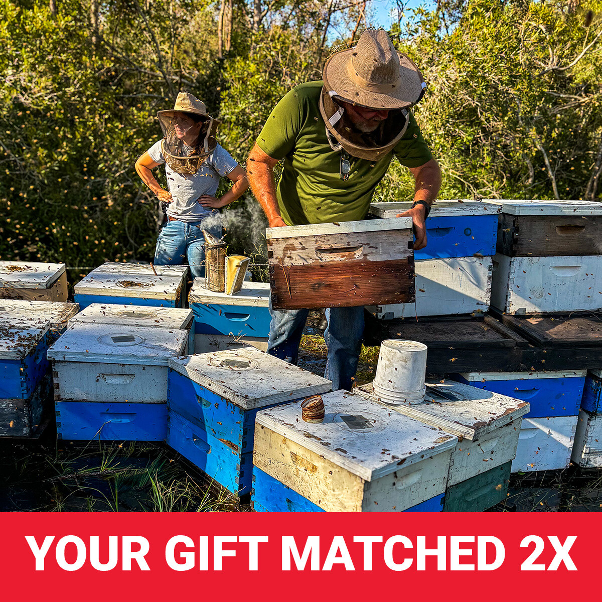 GivingTuesday Hive Drive: Help Starving Bees