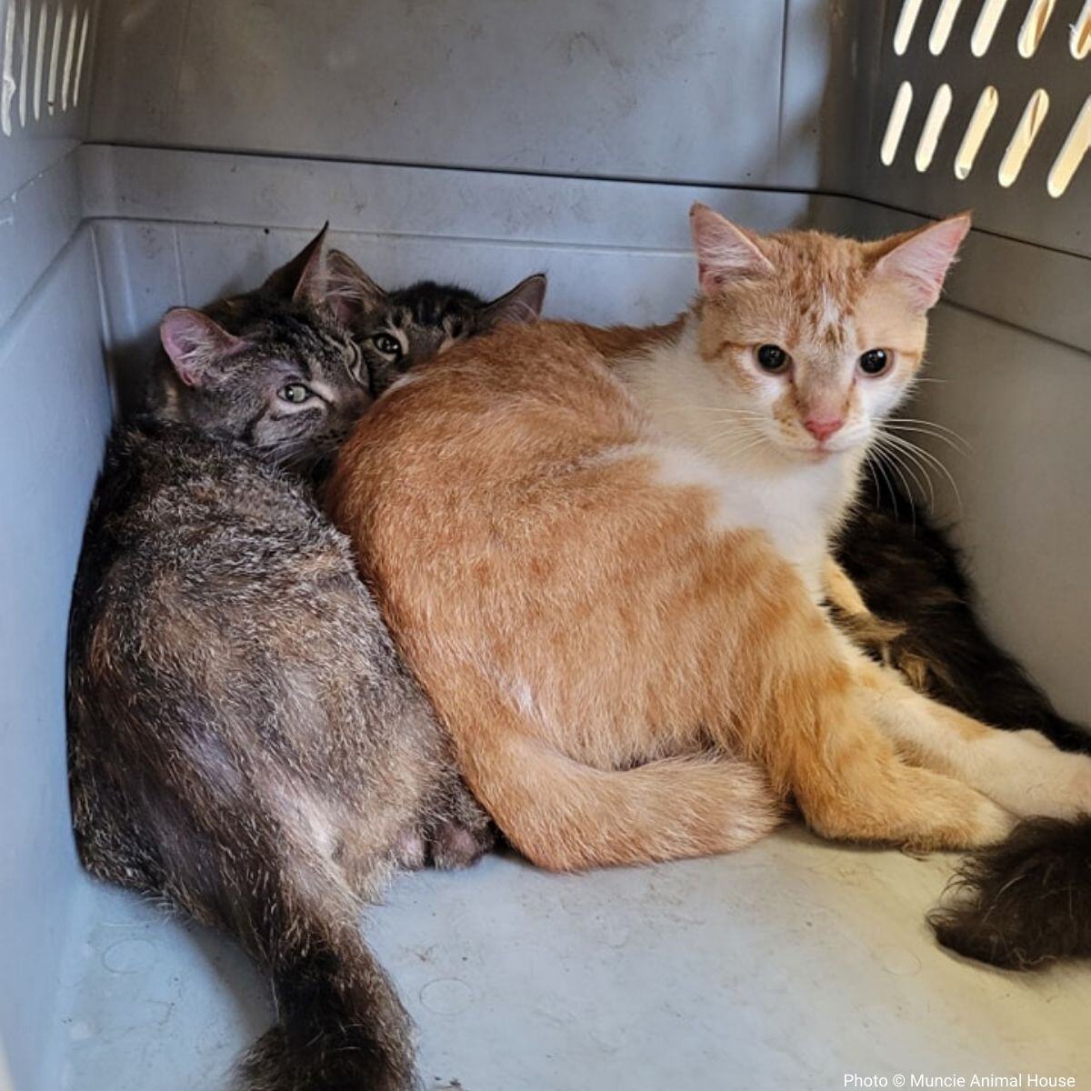 URGENT: Rescue Innocent Animals From Abuse and Neglect