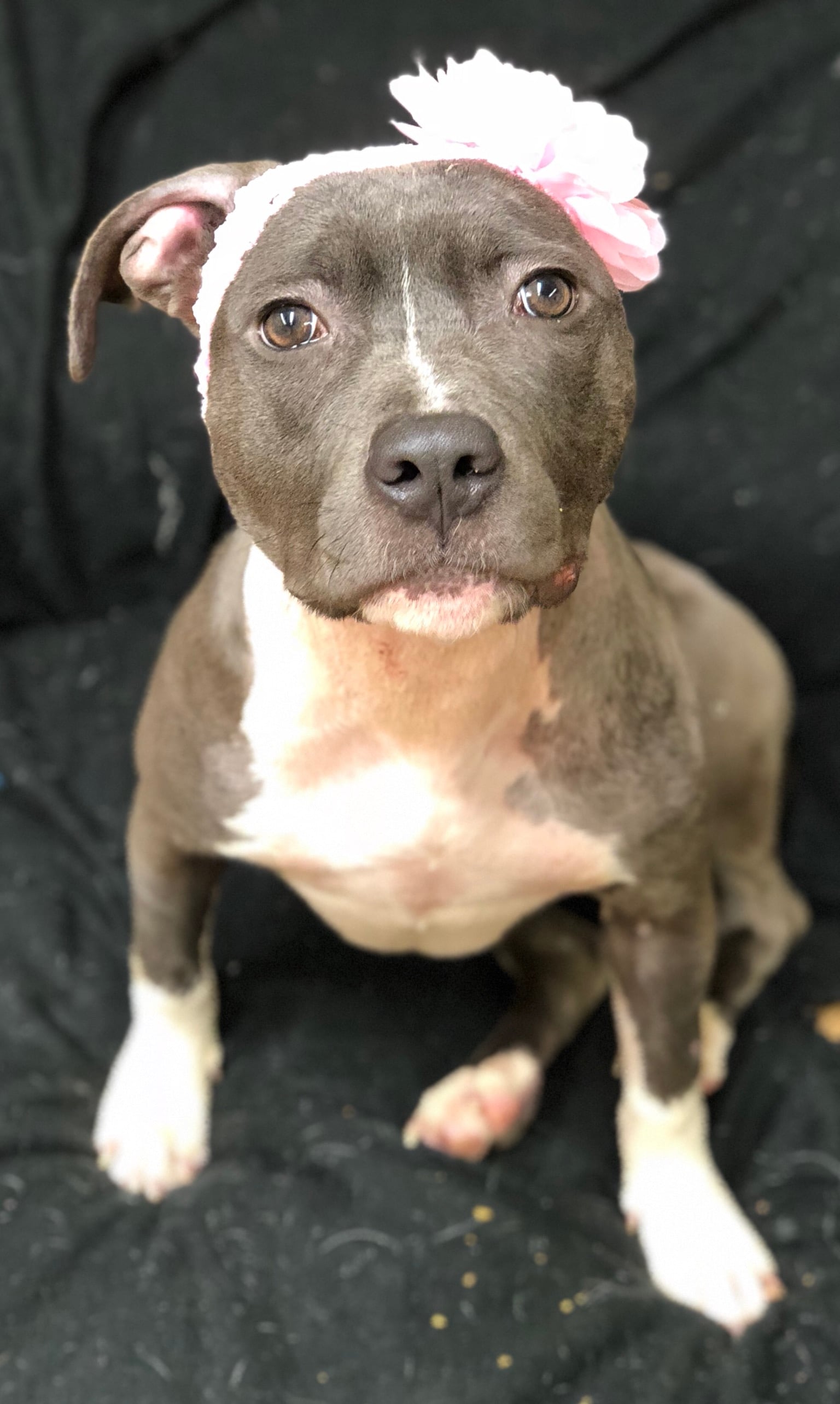 What Is a Bait Dog and How to help these survivors rehabilitate
