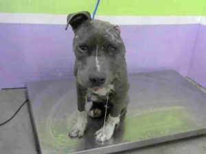 What Is a Bait Dog and How to help these survivors rehabilitate