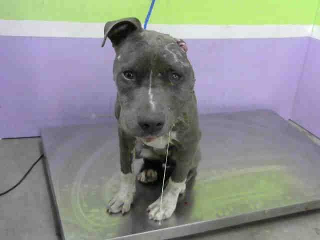 What Is a Bait Dog and How to help these survivors rehabilitate