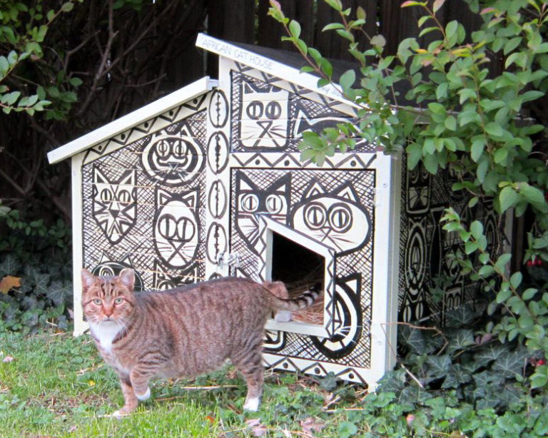 Understanding Feral Cats: Challenges, Care, and Solutions