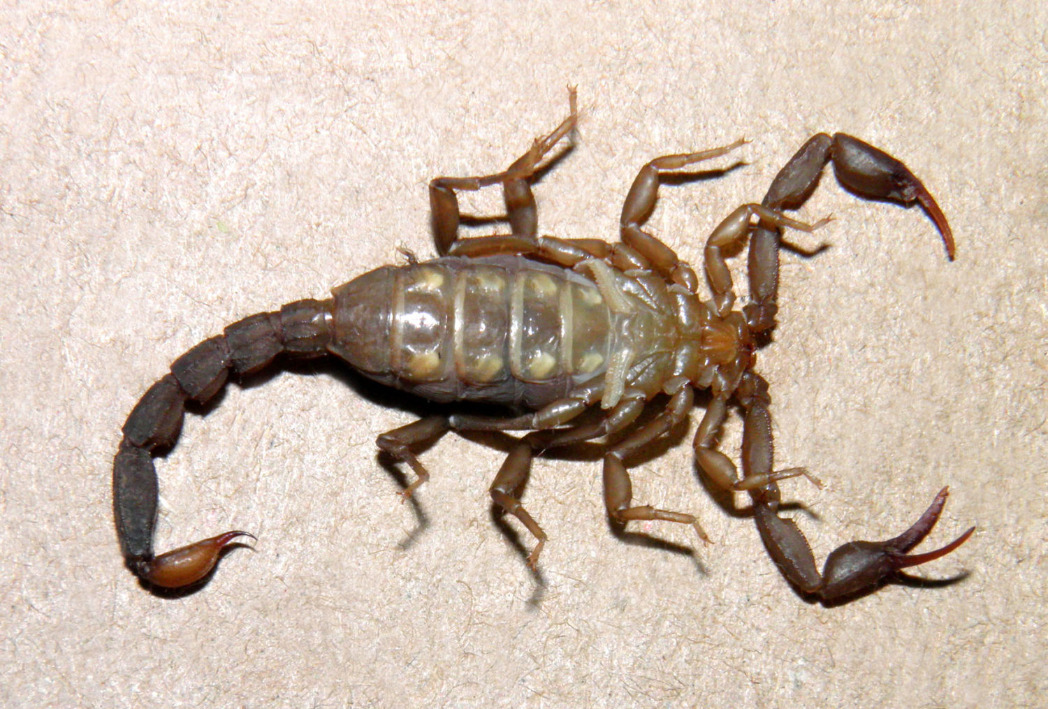 New Scorpion Species Discovered in the Sky Islands