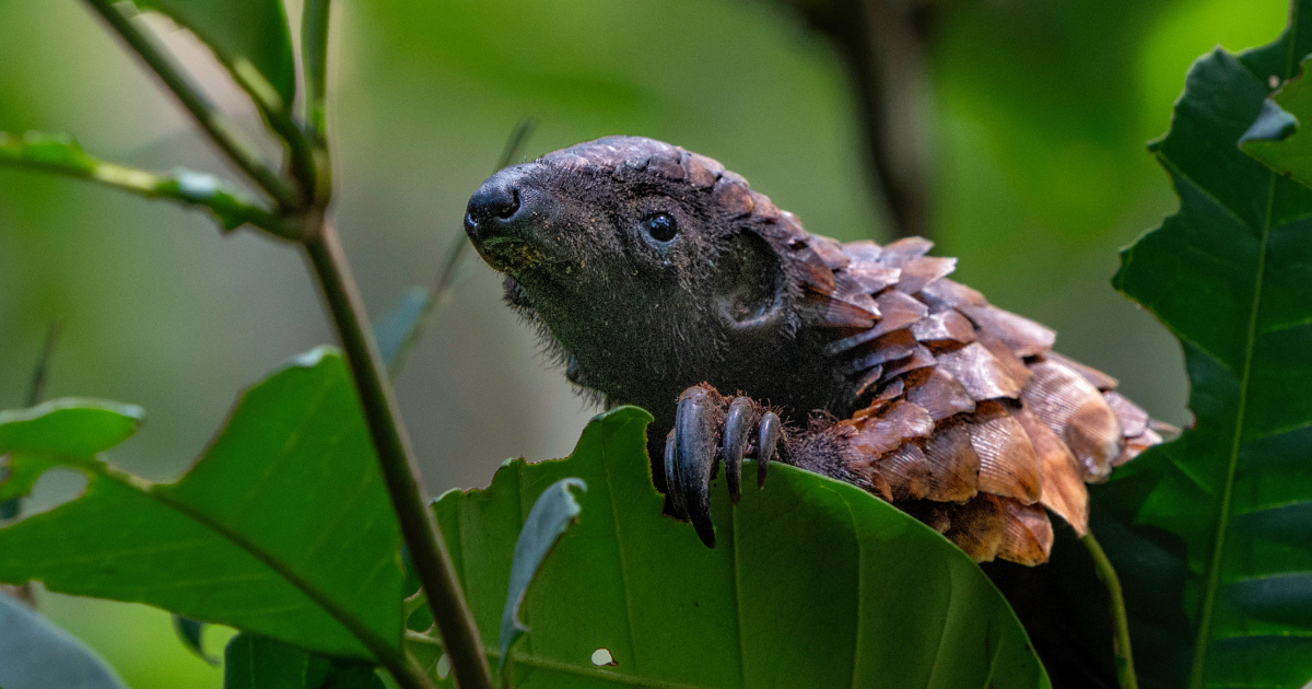 Earth Month: Save the Endangered Pangolin