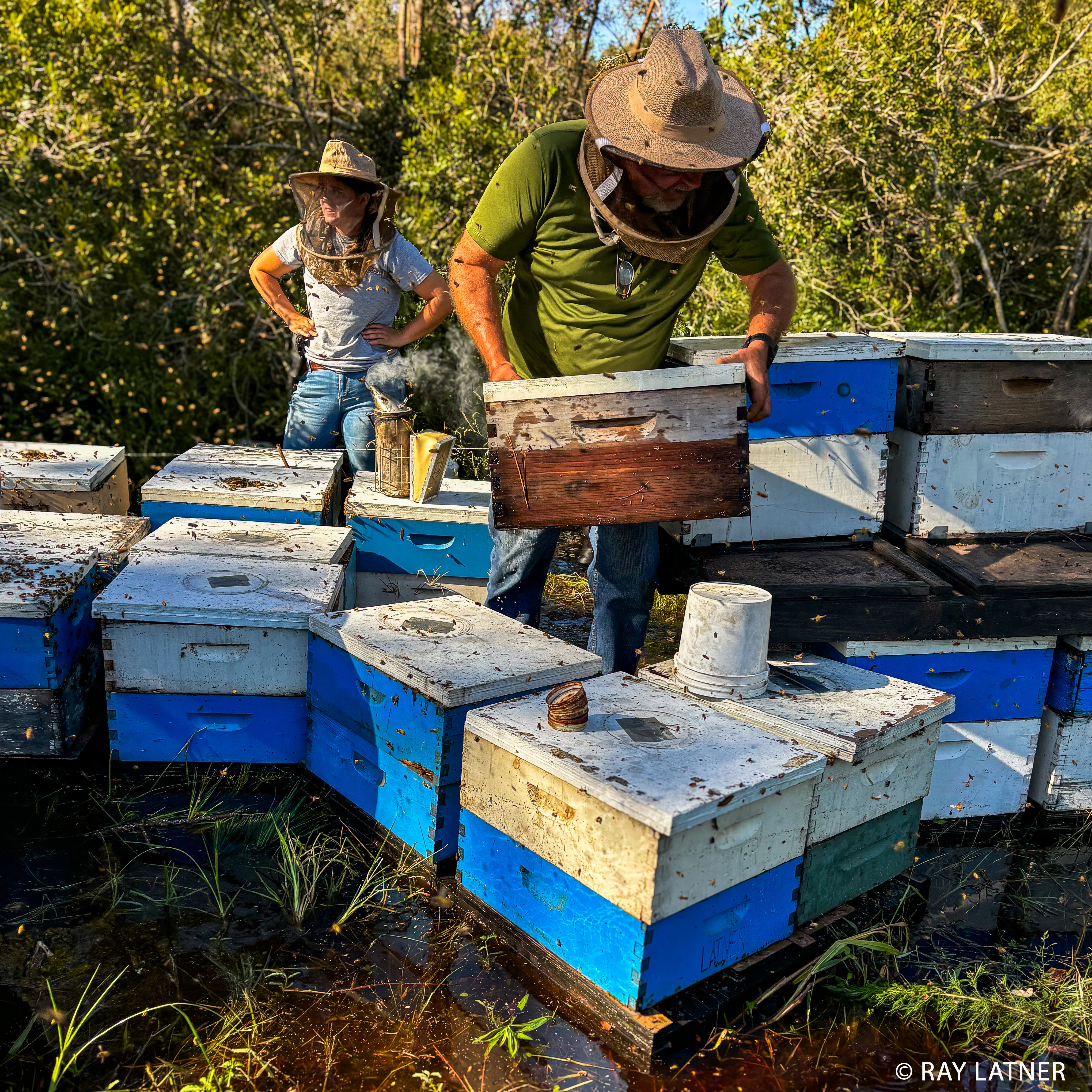 Winter Hive Drive to Save Bees | Greater Good Charities