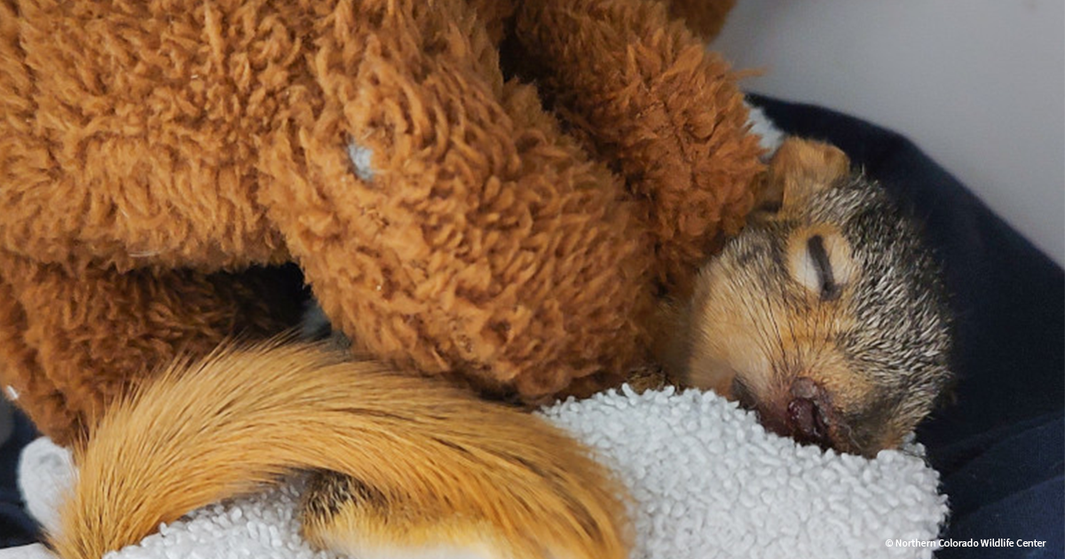 Help Care for Baby Wildlife