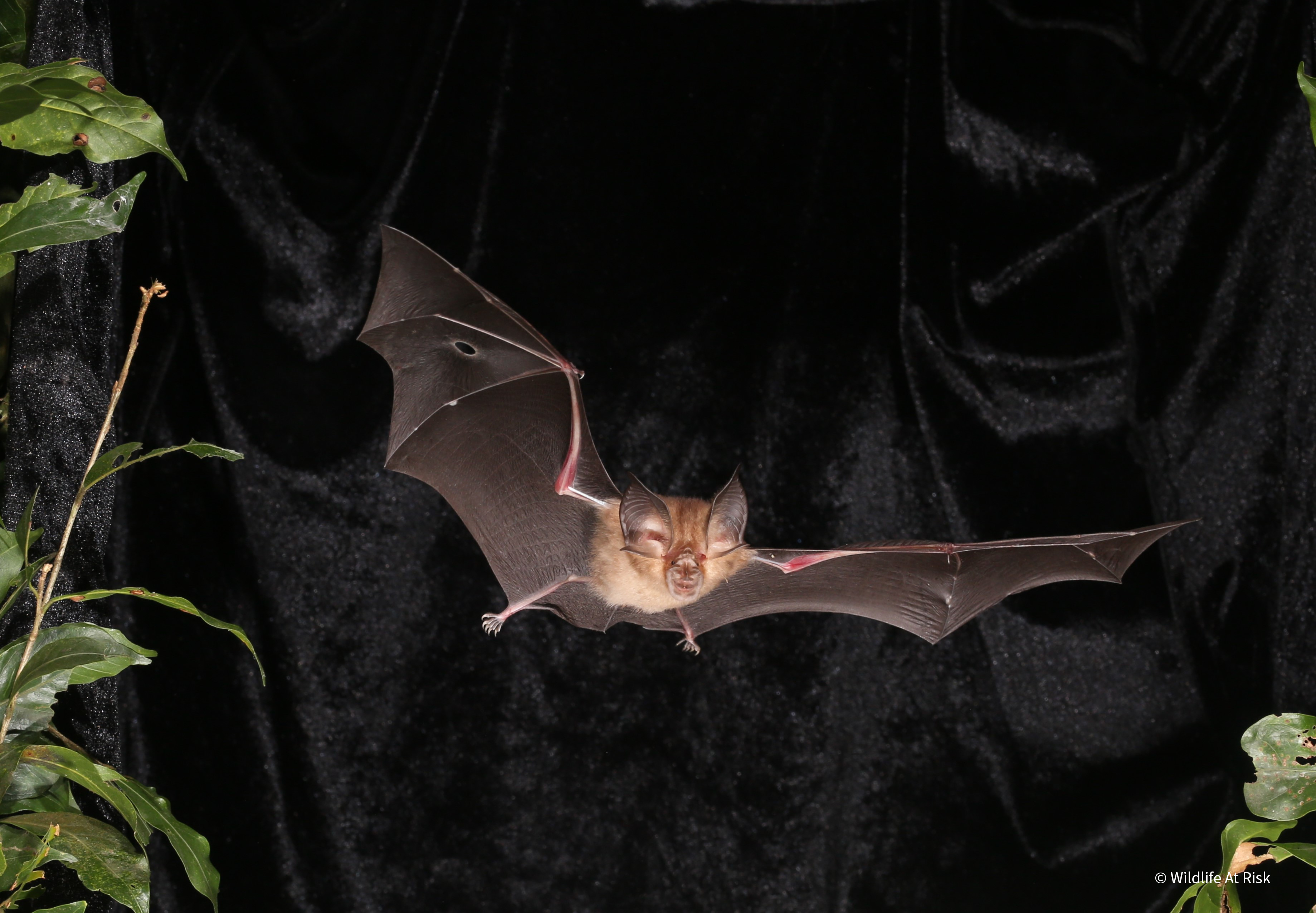 Understanding Bats: Facts, Threats, and Conservation Needs