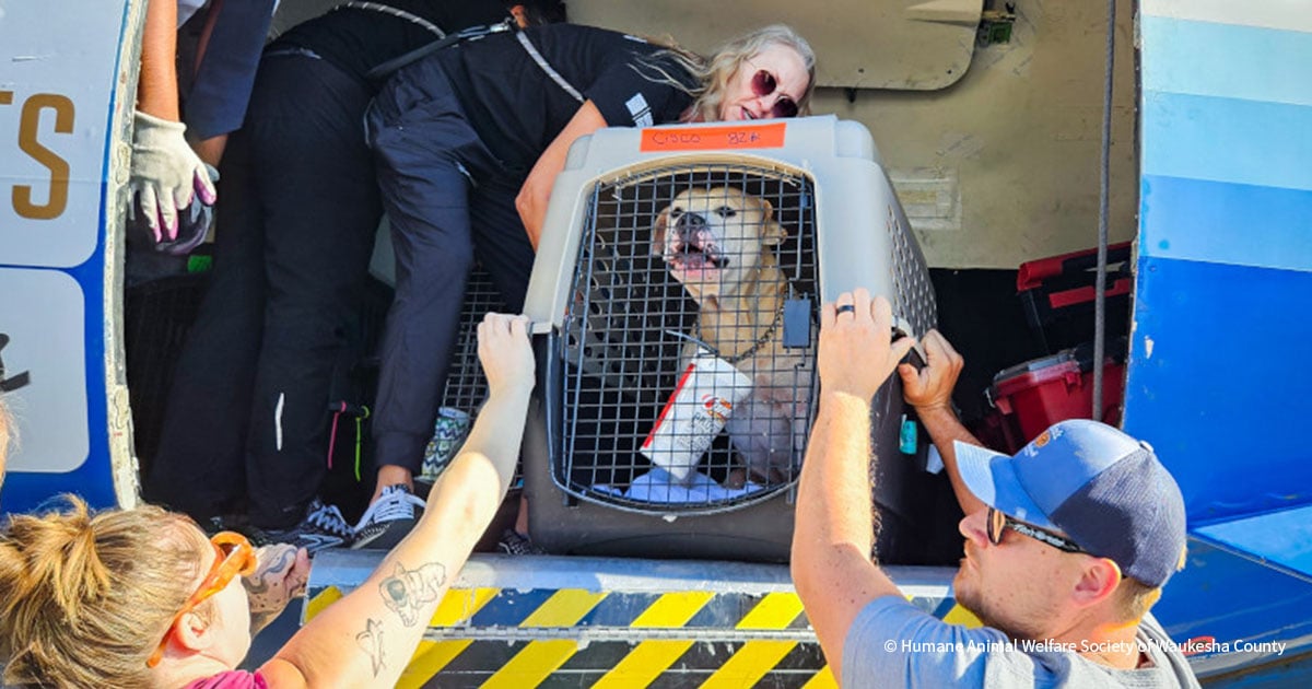 Transport Pets to Safety After Hurricanes Helene & Milton | Greater ...