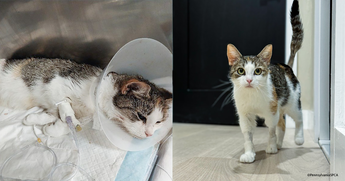 Help Cats Get the Medical Treatment They Need to Survive