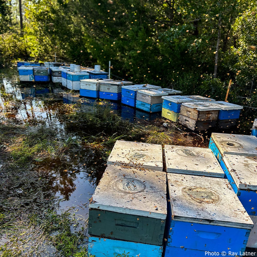 Winter Hive Drive to Save Bees | Greater Good Charities