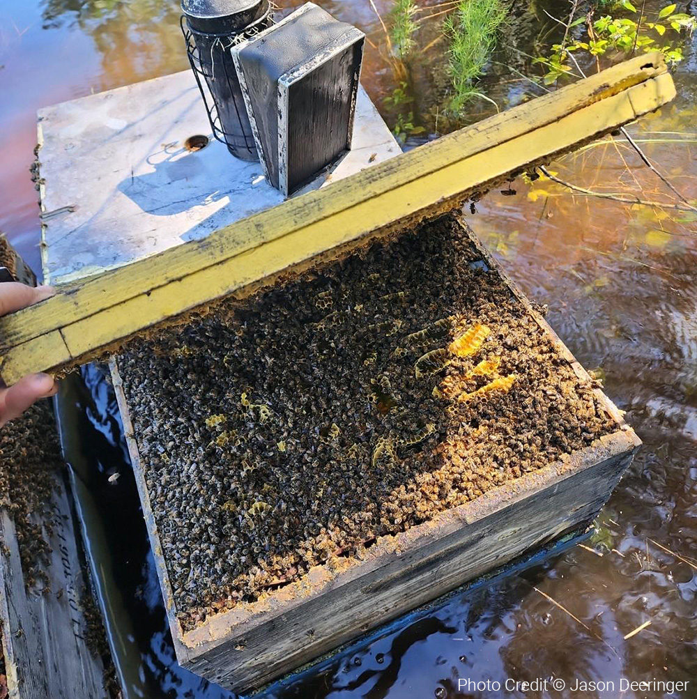 GivingTuesday Hive Drive: Help Starving Bees