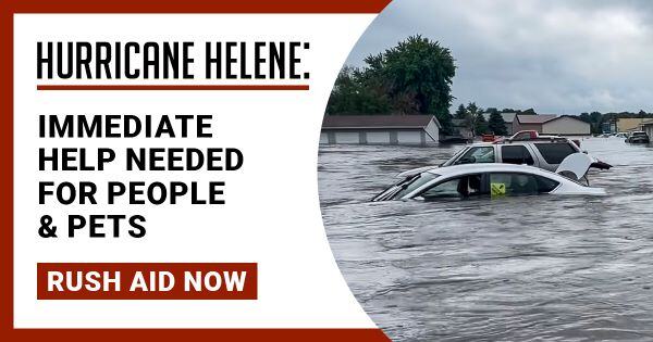 Donate Now to Help People & Pets Affected by Hurricanes Helene & Milton ...