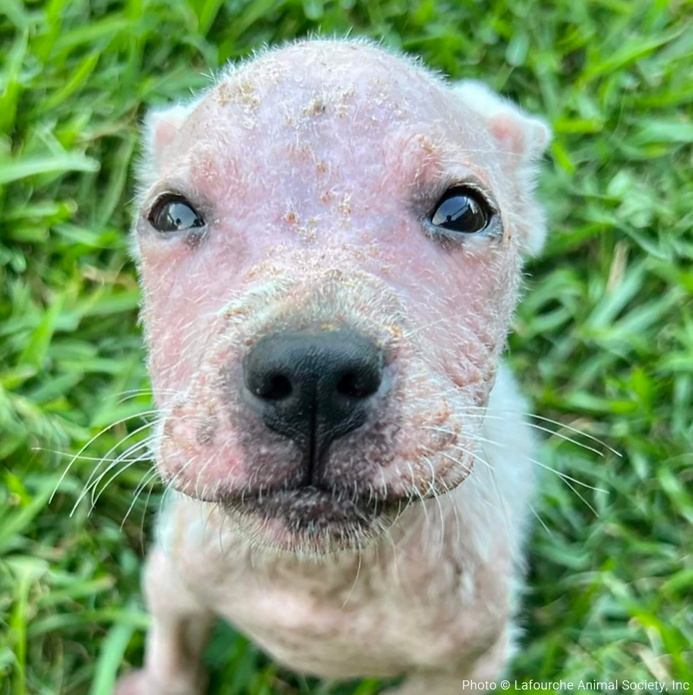 Help Dogs Get the Medical Treatment They Need to Survive
