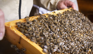 GivingTuesday Hive Drive: Help Starving Bees