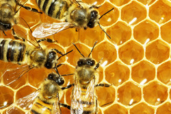 Disaster Relief: Ukraine Response Saving the Bees