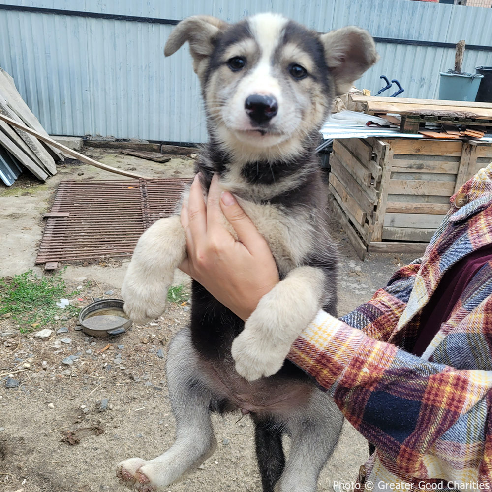 Ukraine Crisis: Feed Pets in Need