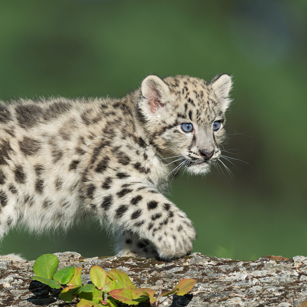 Give the Gift of Protection with Project Peril